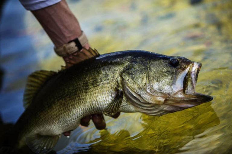 How to Catch Big Bass? - Outdoor Craving